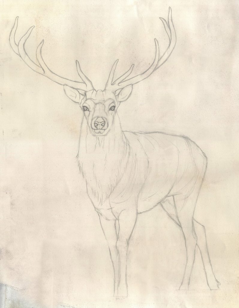 Emma Colbert On Painting Fur In Soft Pastels - How to Pastel