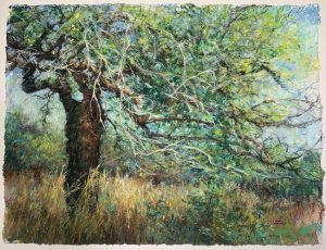 Susan Story - Painting the Spirit of Trees - How to Pastel